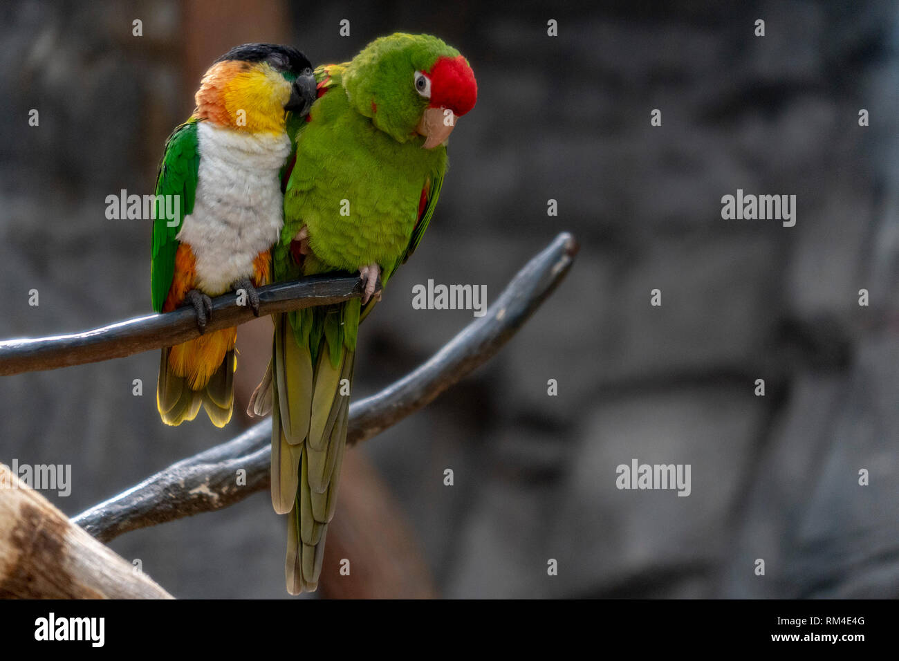 couple of parrot sleeping on a tree branch Stock Photo - Alamy