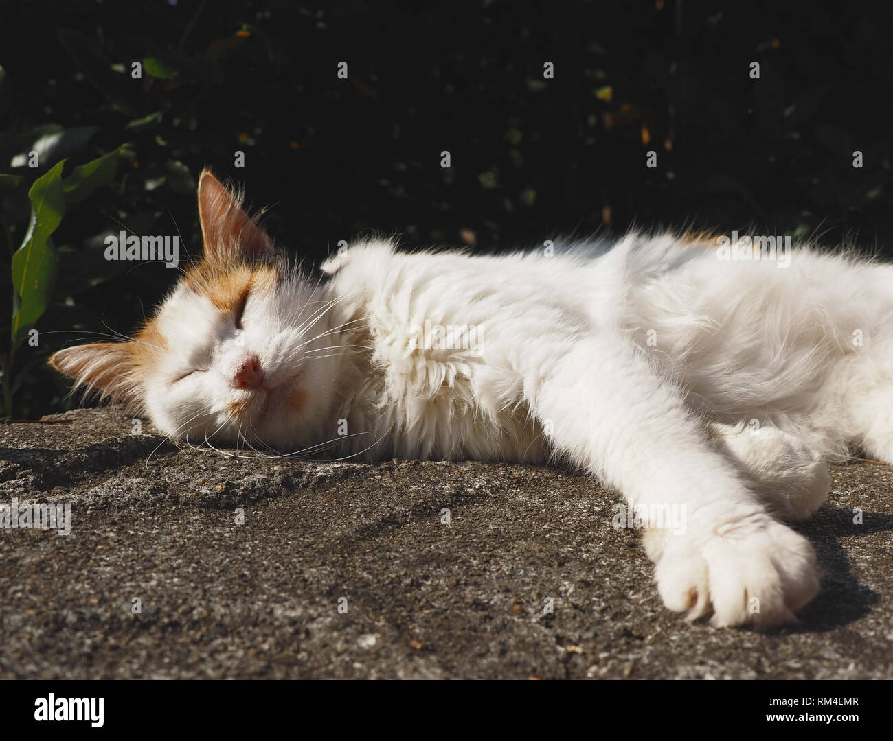 Cat sleeping in sun on hi-res stock photography and images - Alamy