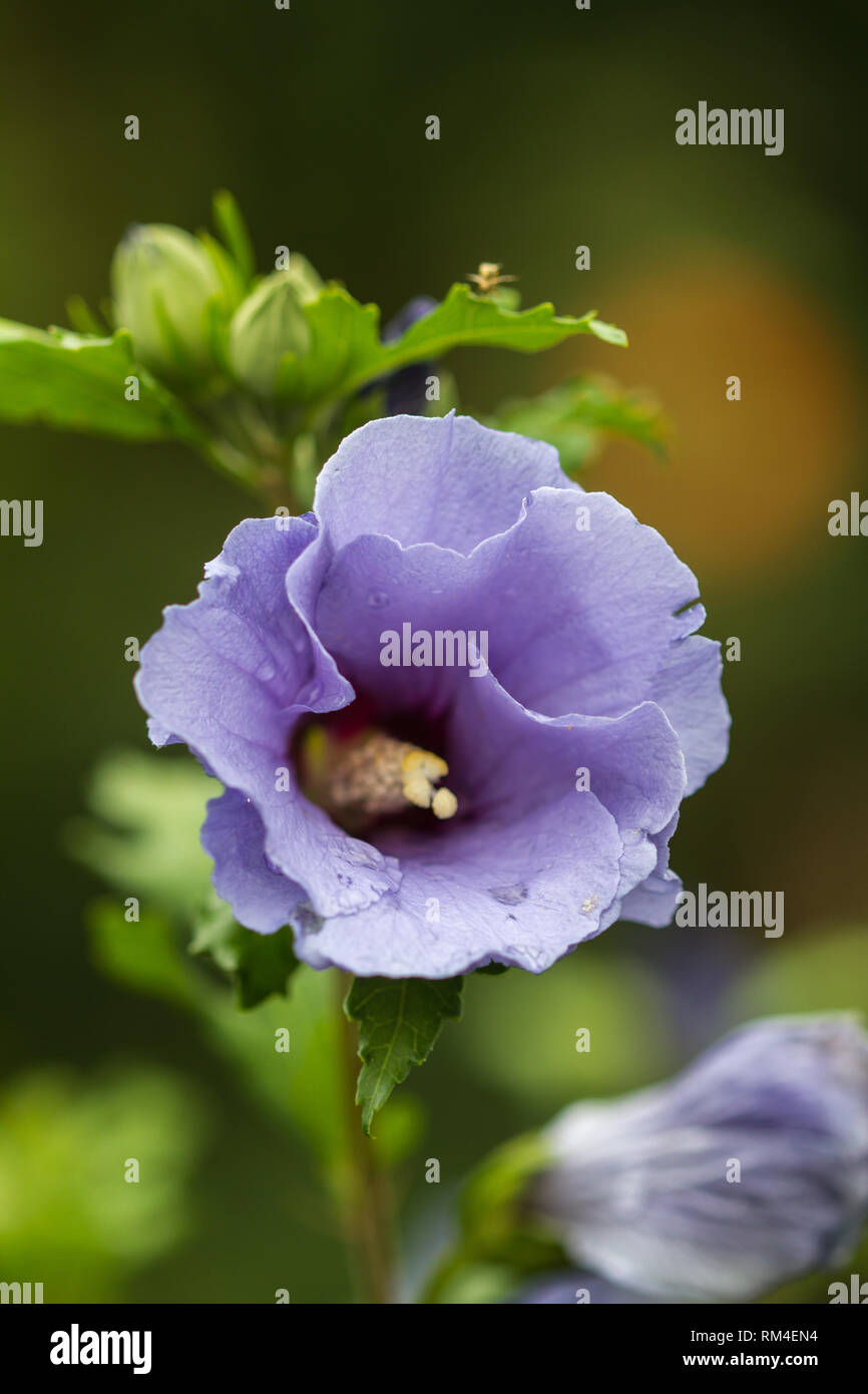 Summer flower bloom hi-res stock photography and images - Alamy