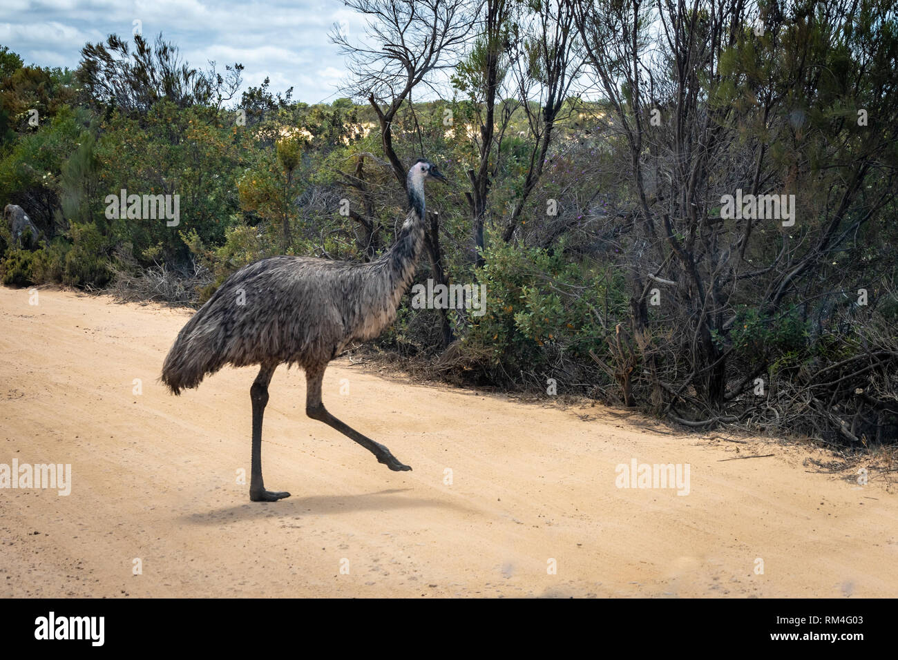 Australian Emu bird crossing the sandy road in Western Australia Stock ...