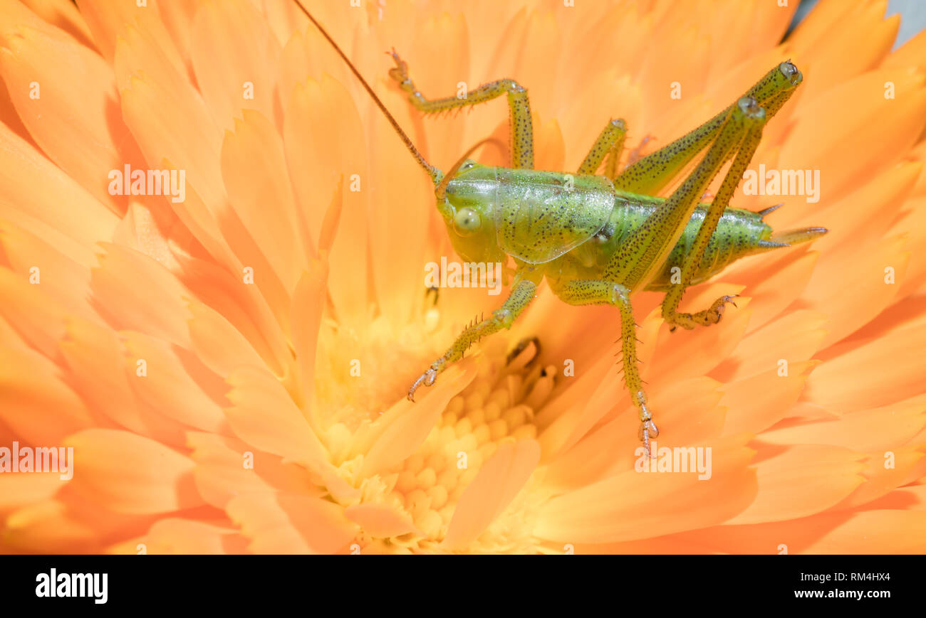 Beautiful grasshopper displays its wonderful structure of patterns and ...