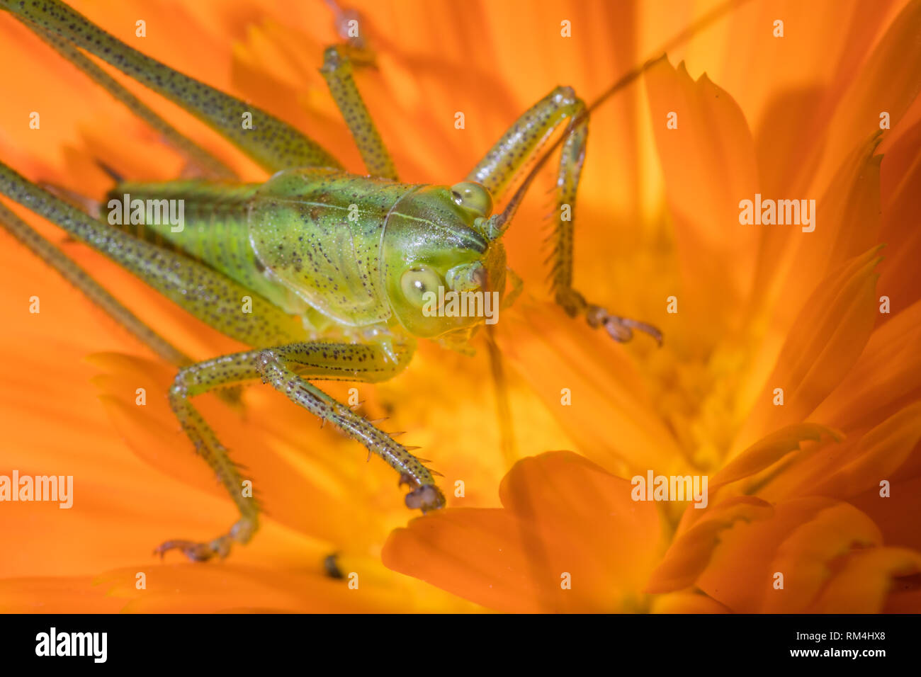Beautiful grasshopper displays its wonderful structure of patterns and ...