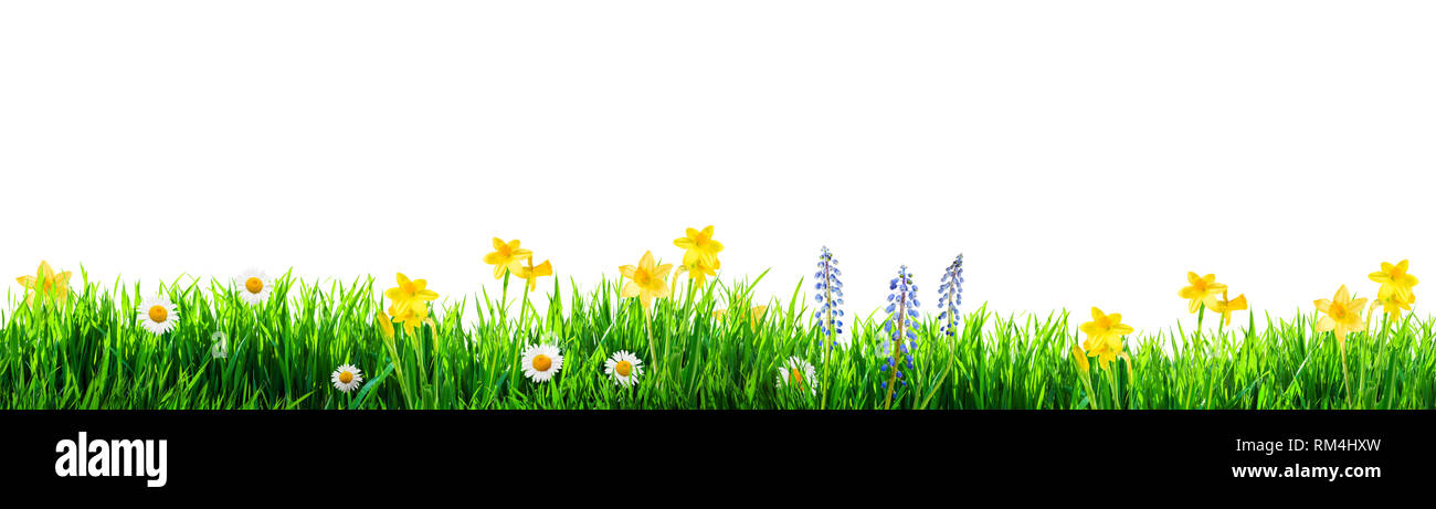 grass and spring flowers background Stock Photo - Alamy