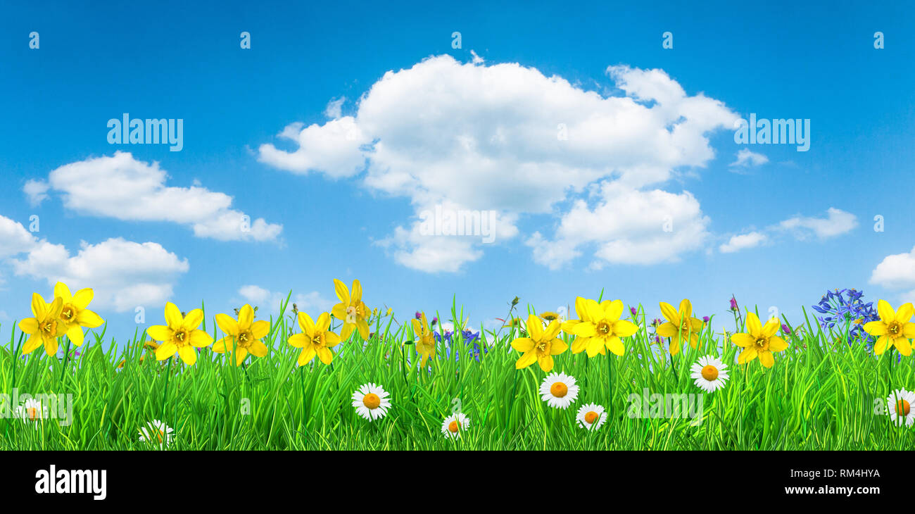 spring flowers and green grass background Stock Photo - Alamy
