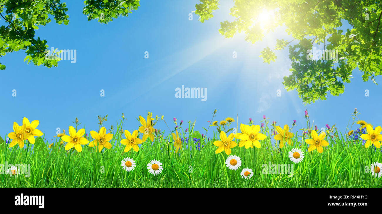 spring flowers and green grass background Stock Photo - Alamy