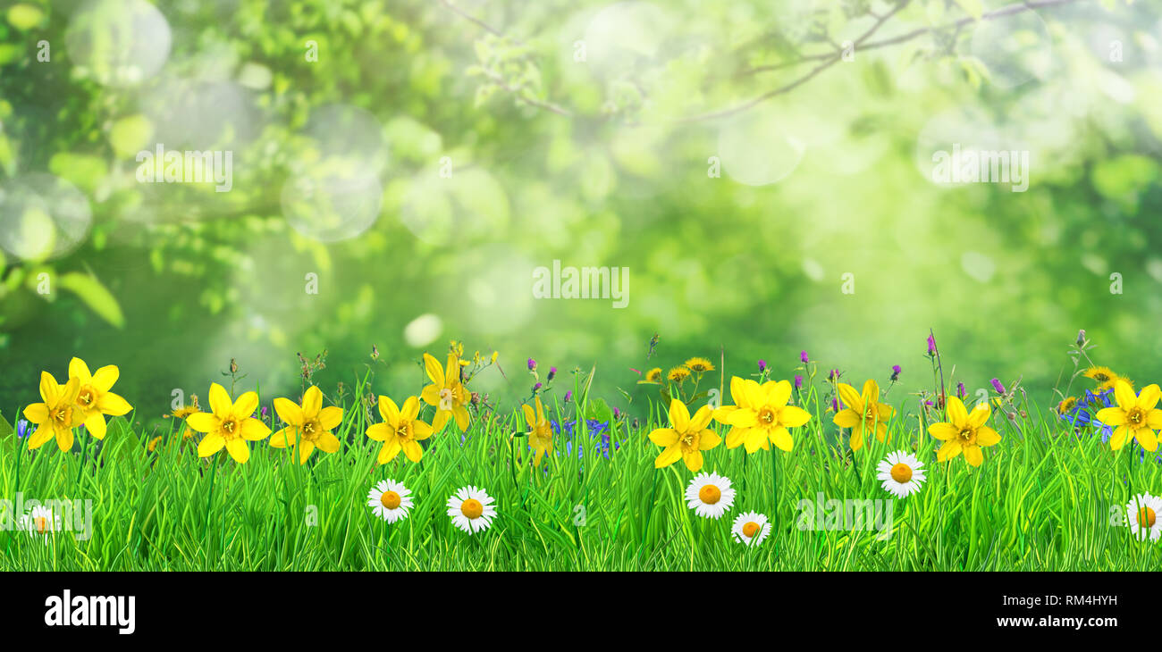 spring flowers and green grass background Stock Photo - Alamy