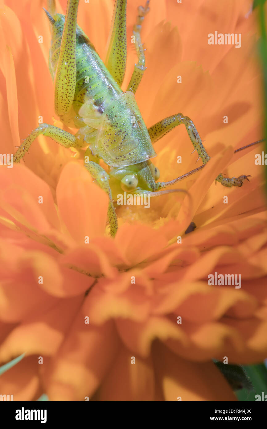 Beautiful grasshopper displays its wonderful structure of patterns and ...