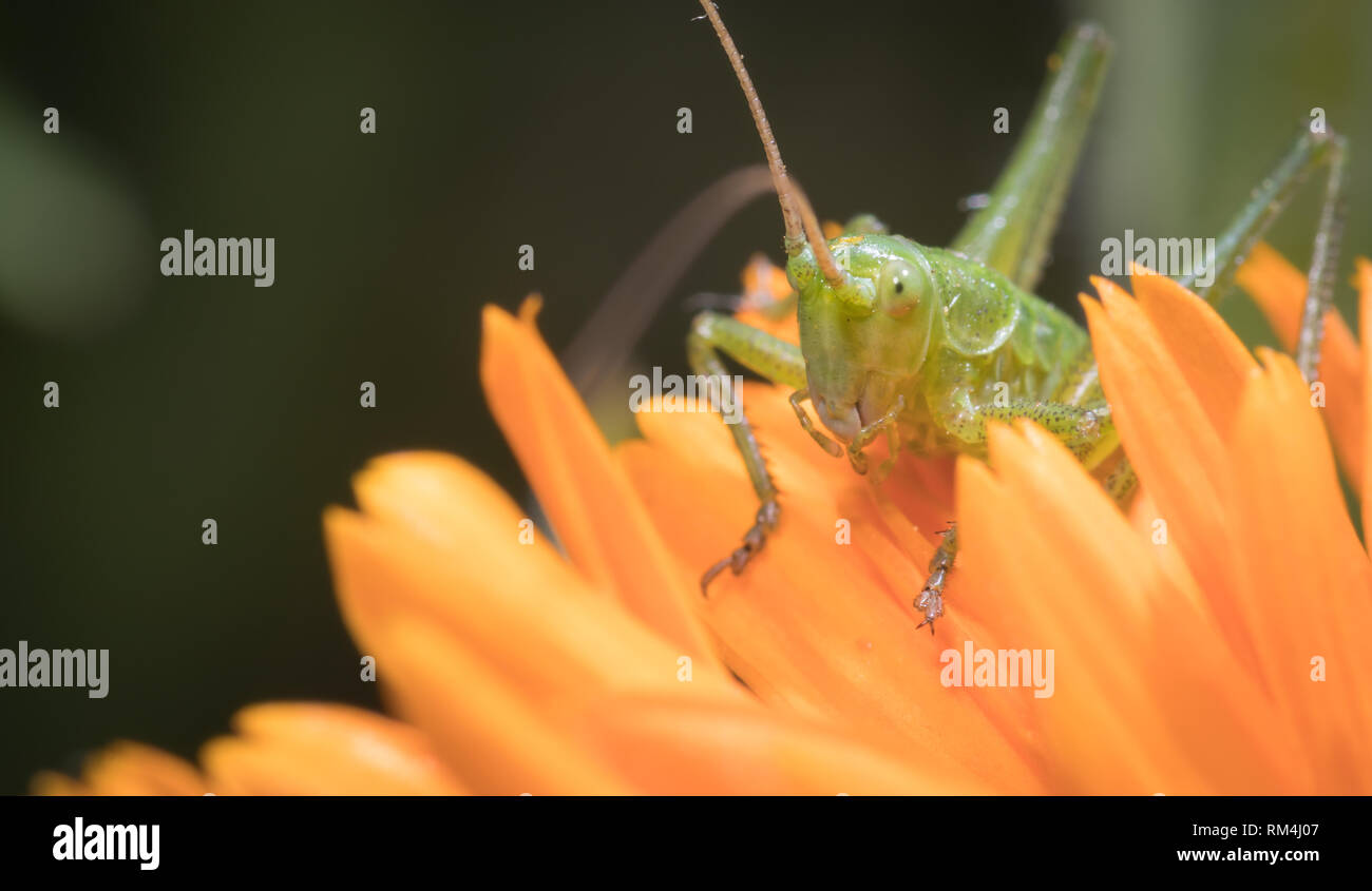 Beautiful grasshopper displays its wonderful structure of patterns and ...