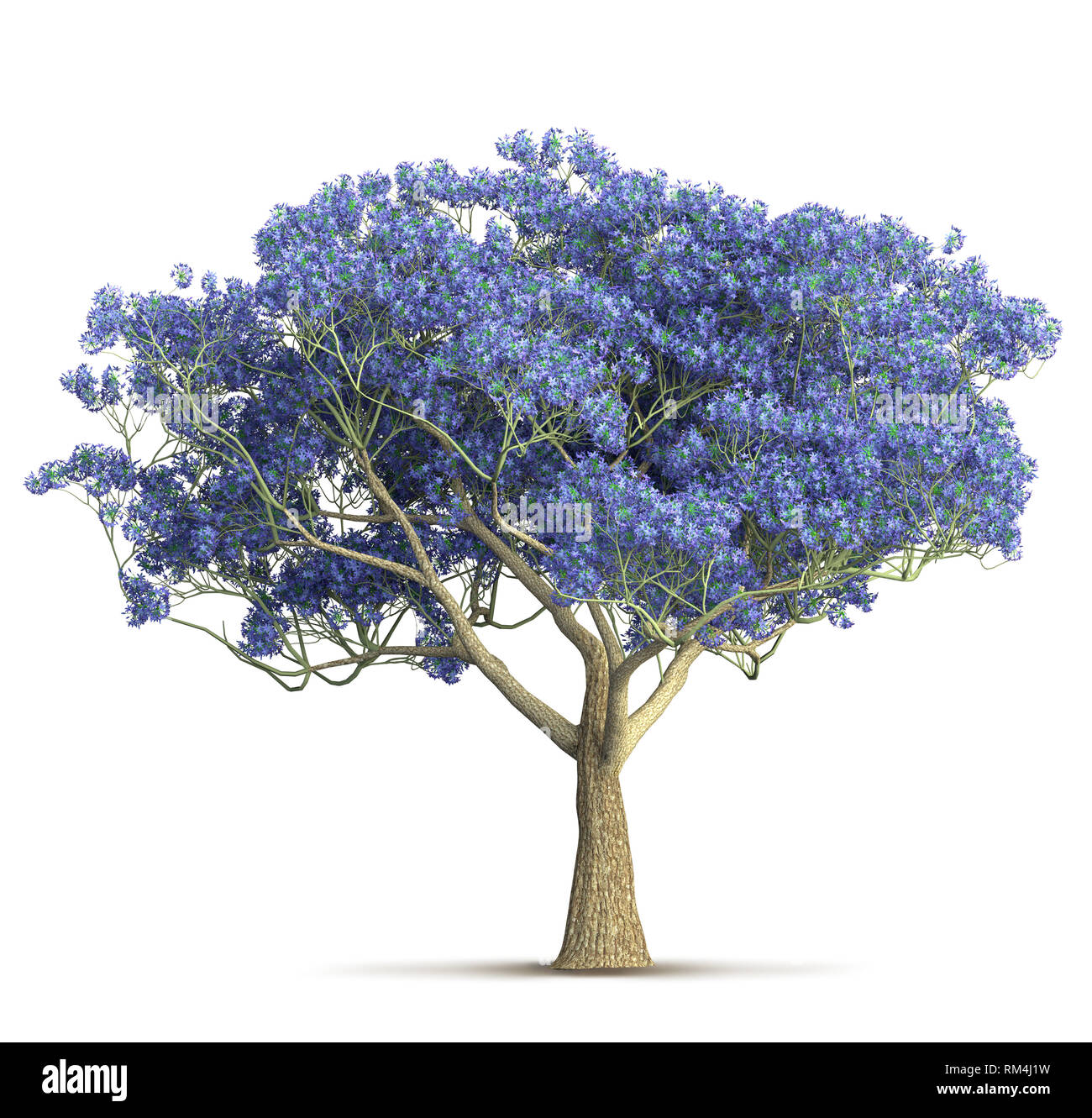 spring violet bloom tree isolated 3D illustration Stock Photo - Alamy