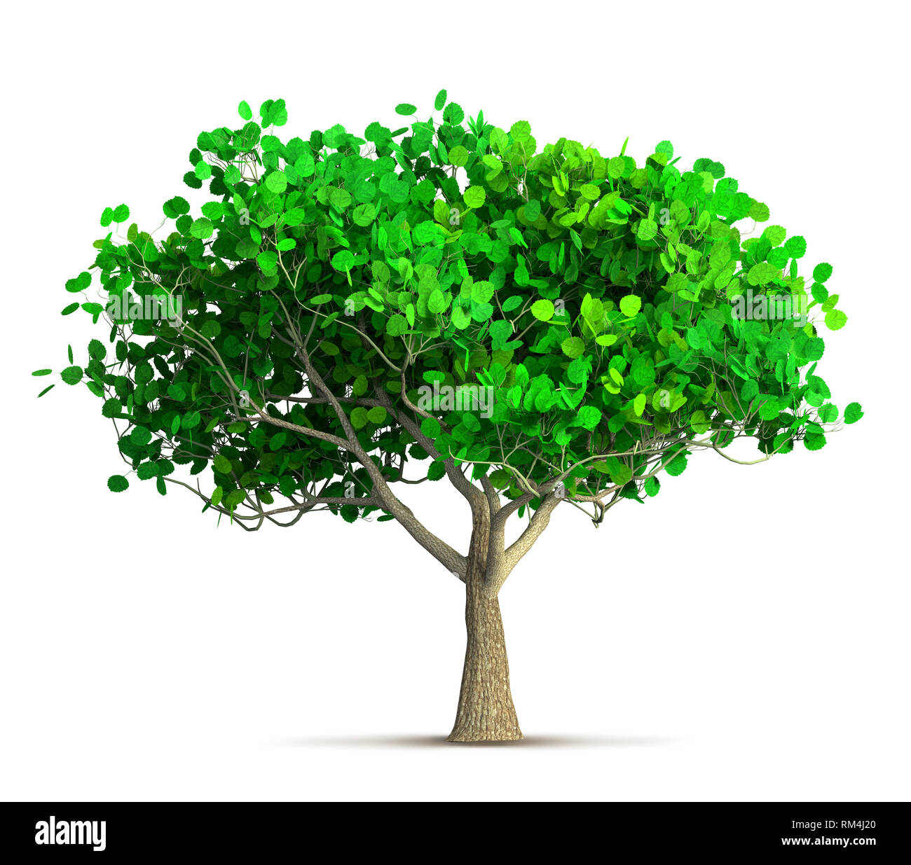 Green spring tree leaves Cut Out Stock Images & Pictures - Alamy