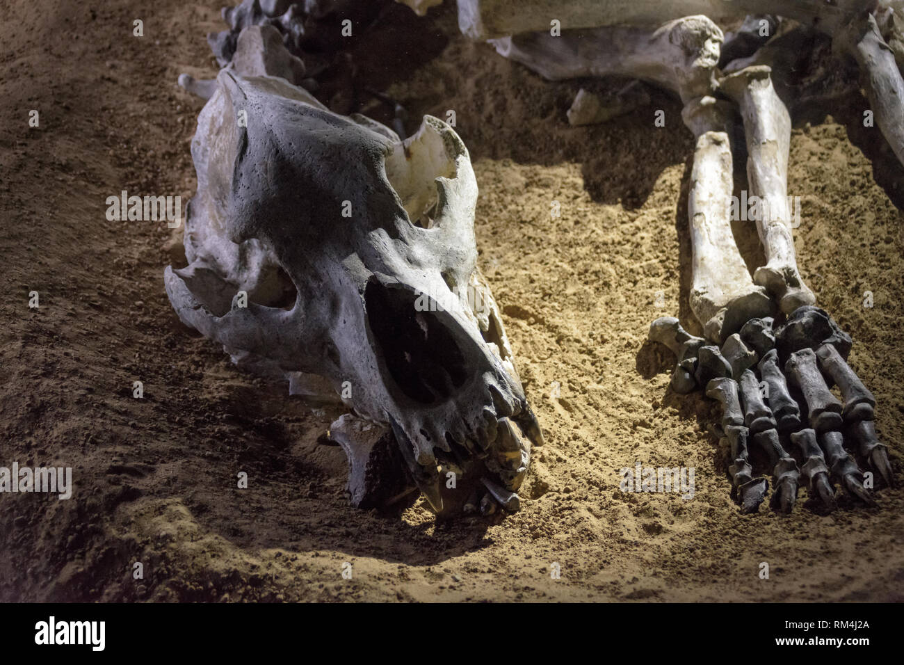 Bear skeleton hi-res stock photography and images - Alamy