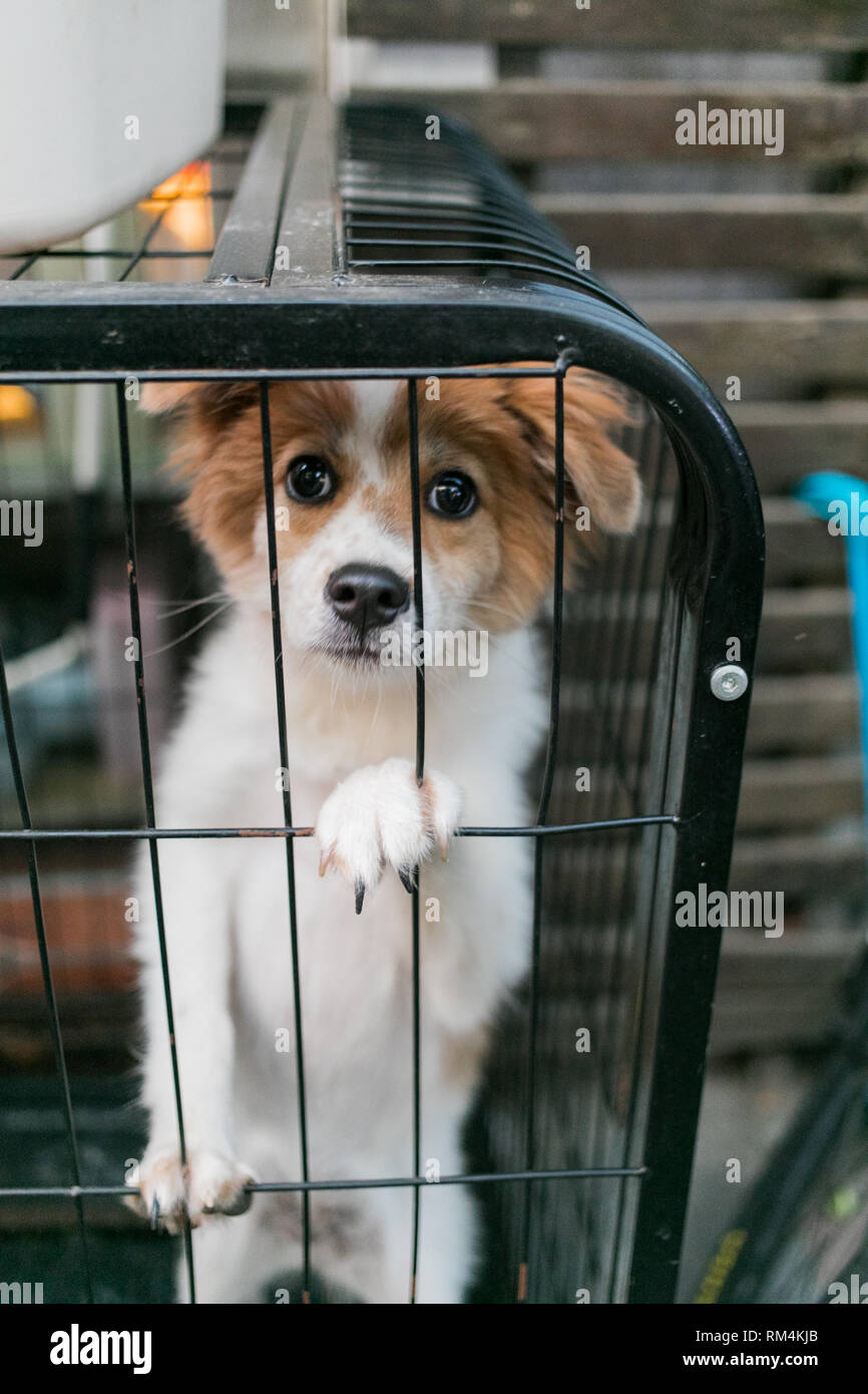 Cute Puppy for sale in Tianjing, China Stock Photo - Alamy