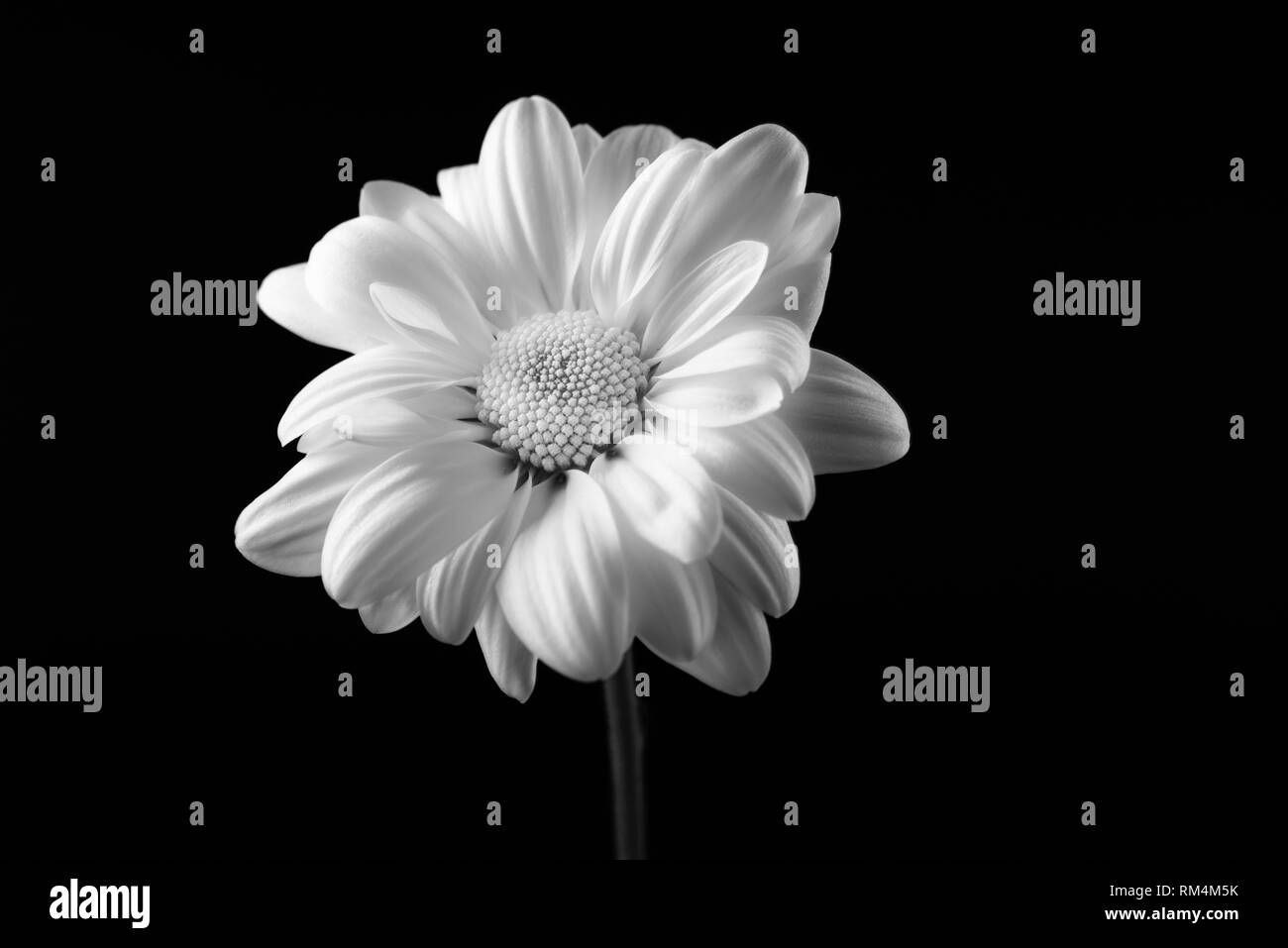 Single flower on stem Black and White Stock Photos & Images - Alamy