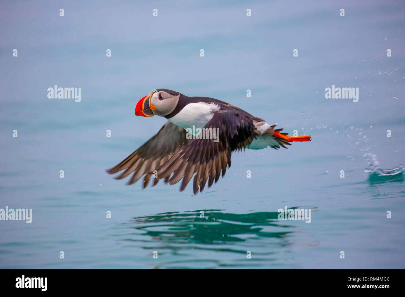 Atlantic puffin (Fratercula arctica) feed primarily on fish and breed ...