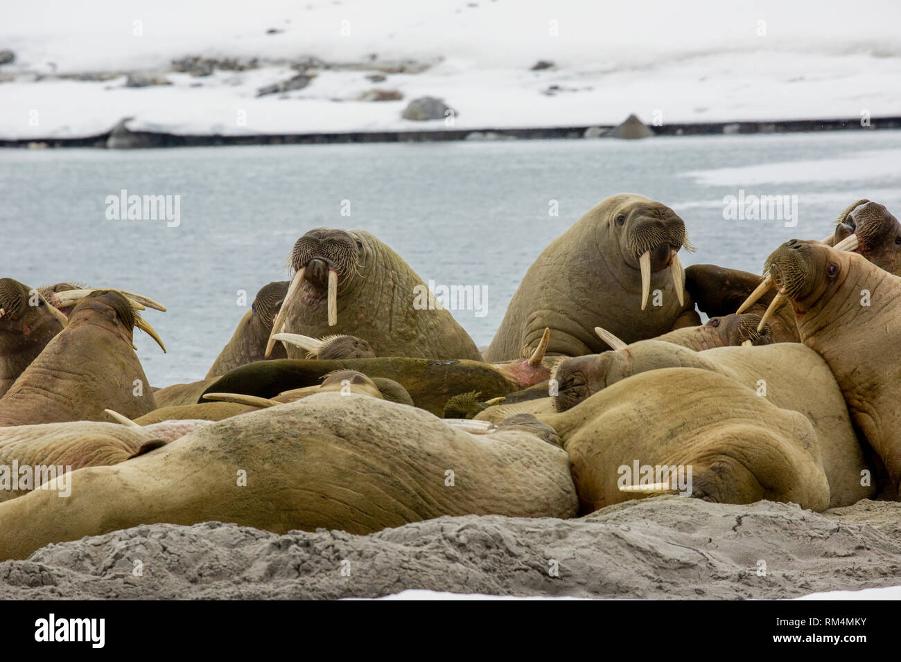 Walrus flipper hi-res stock photography and images - Alamy