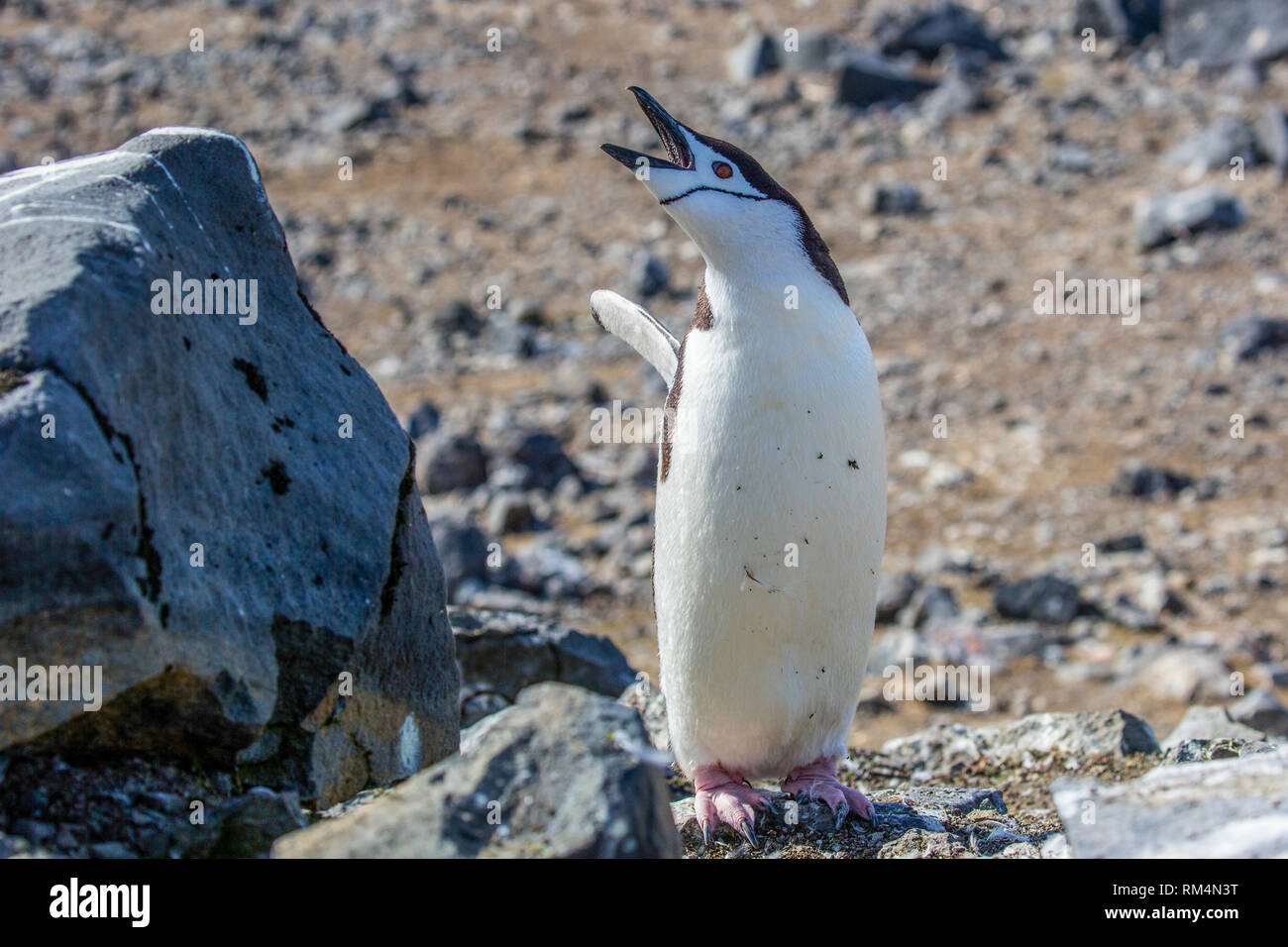 Chinstrap penguins (Pygoscelis antarctica). These birds feed almost ...