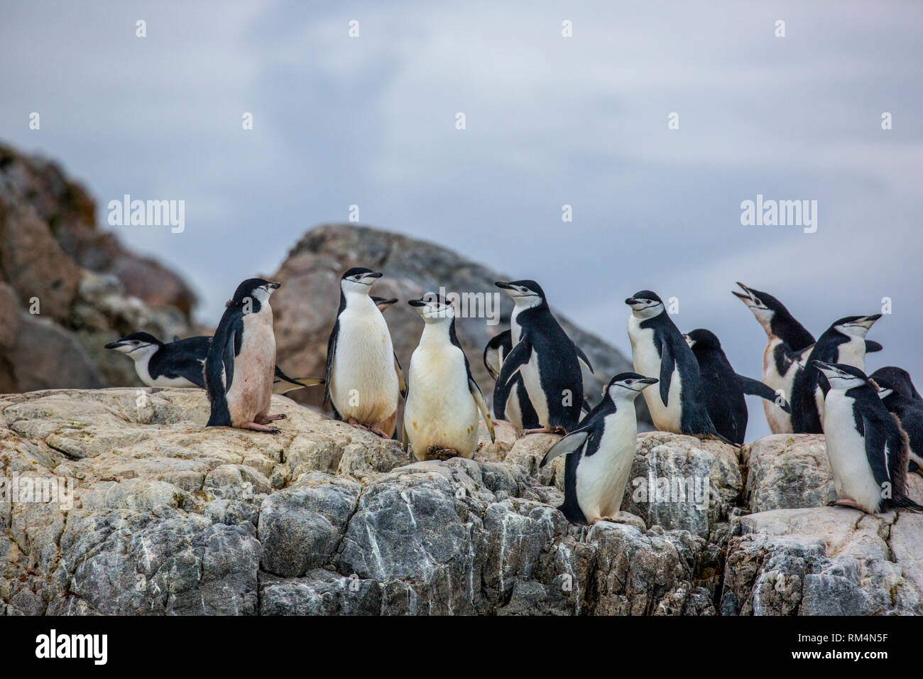 Chinstrap penguins (Pygoscelis antarctica). These birds feed almost ...