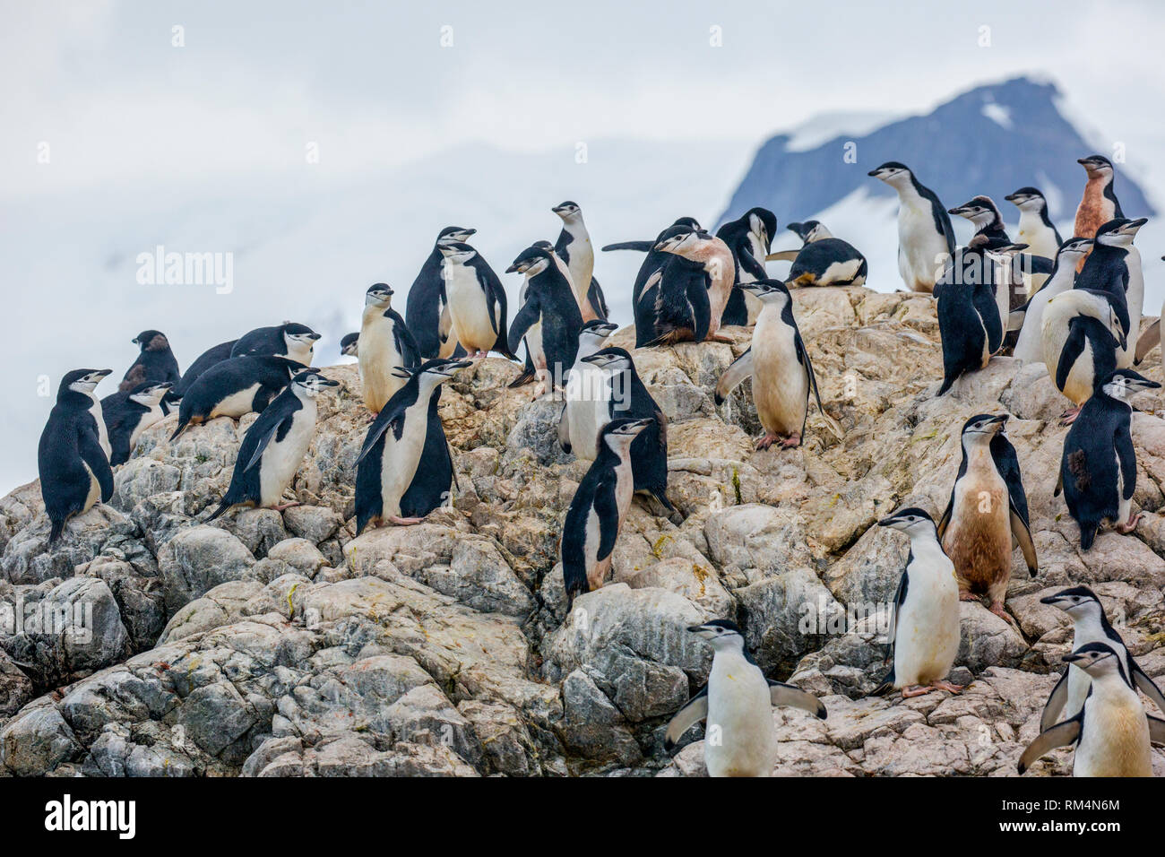 Chinstrap penguins (Pygoscelis antarctica). These birds feed almost ...
