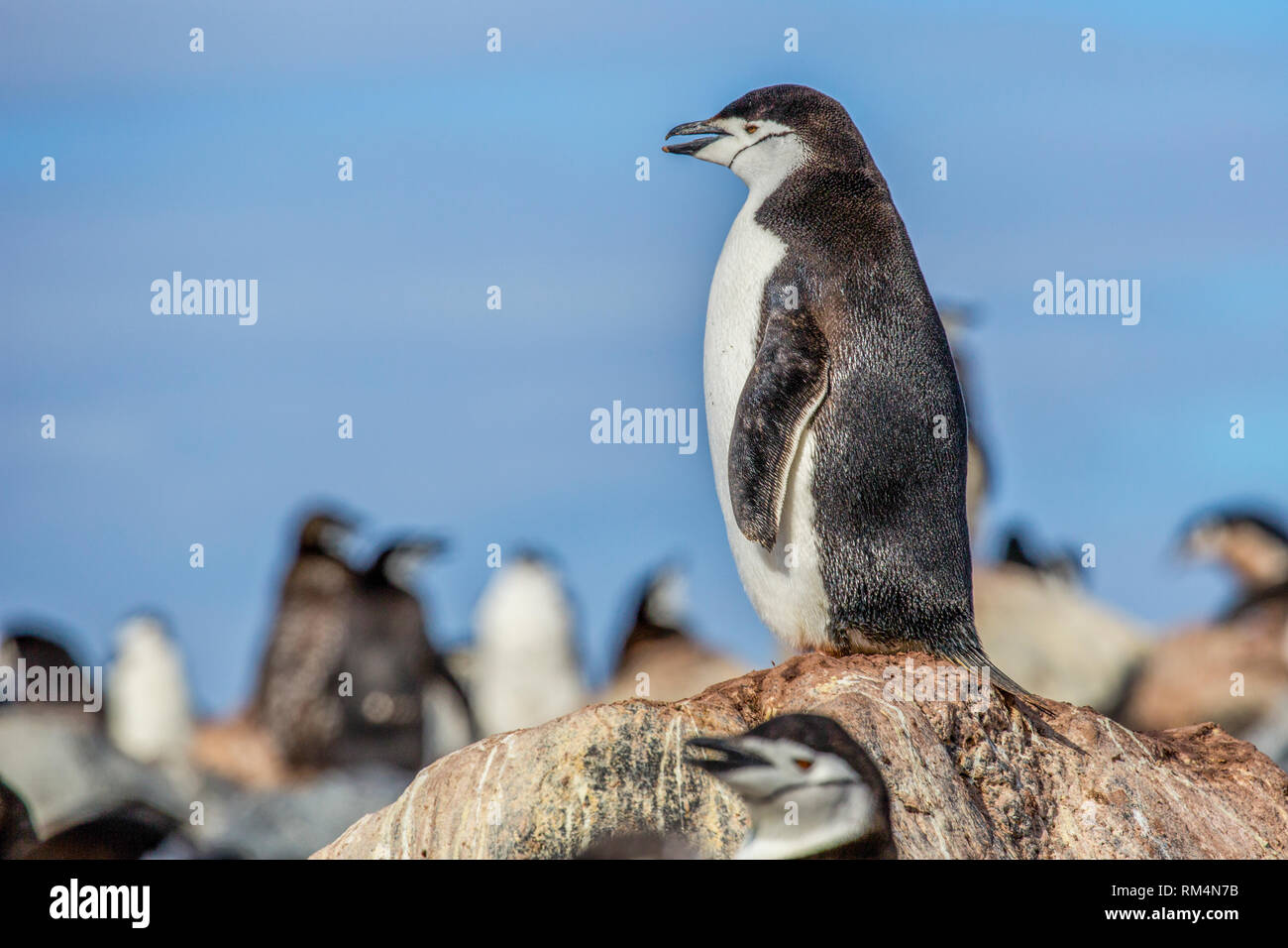 Chinstrap penguins (Pygoscelis antarctica). These birds feed almost ...