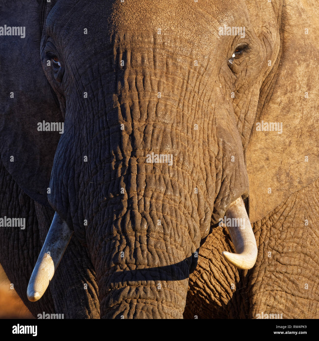 African bush and adult and sunset hi-res stock photography and images ...