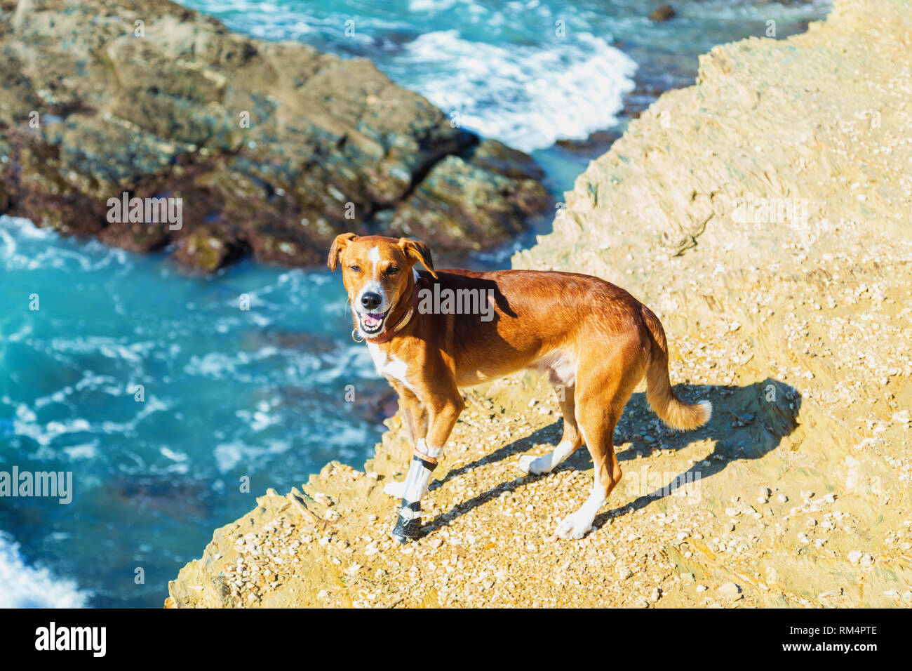 red dog with injured paw walks on the rocky shore of the ocean Stock ...