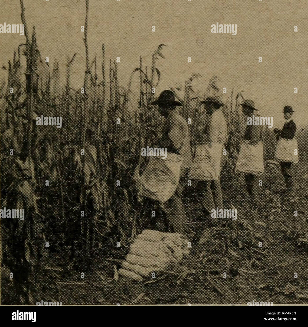 "The story of corn and the westward migration" (1916 Stock Photo - Alamy