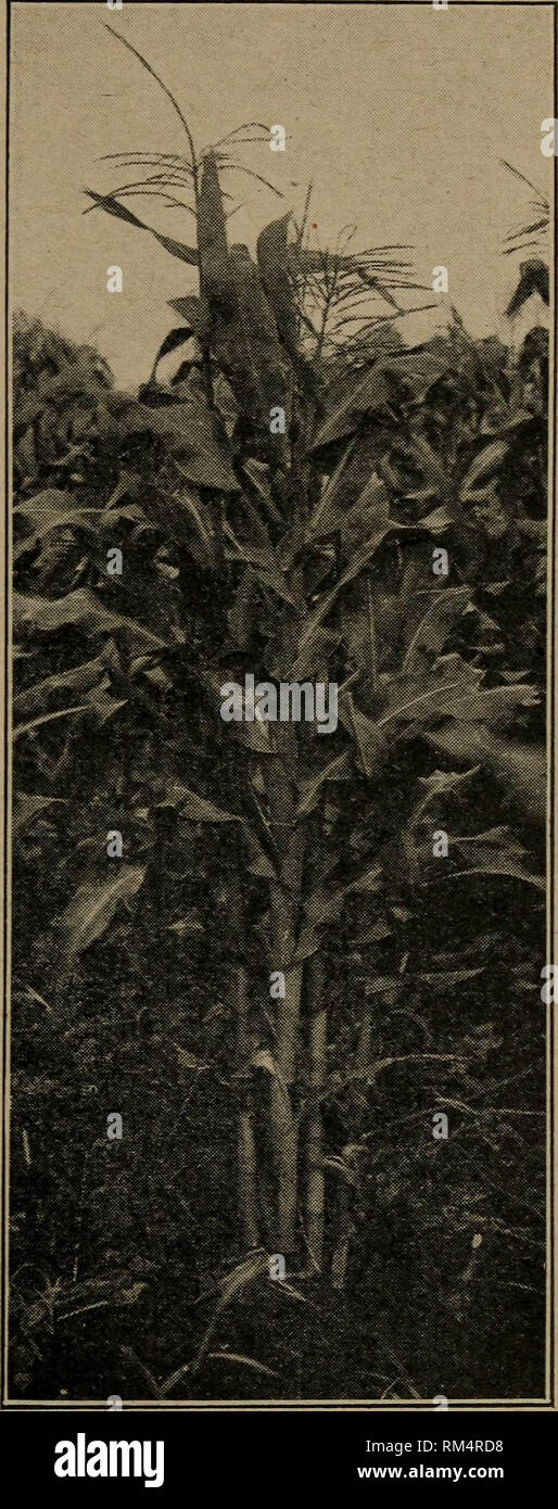 "The story of corn and the westward migration" (1916 Stock Photo - Alamy