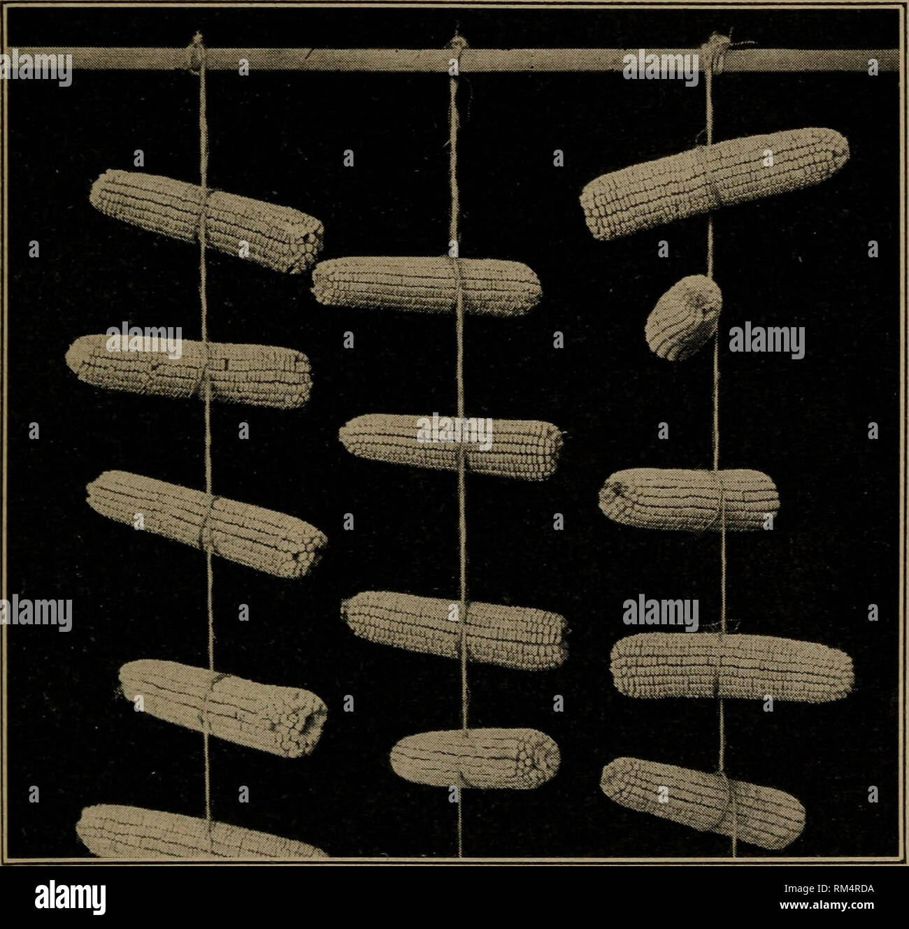 "The story of corn and the westward migration" (1916 Stock Photo - Alamy