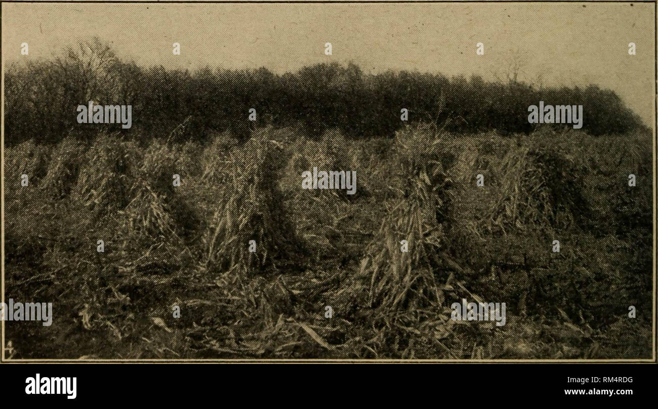 "The story of corn and the westward migration" (1916 Stock Photo - Alamy