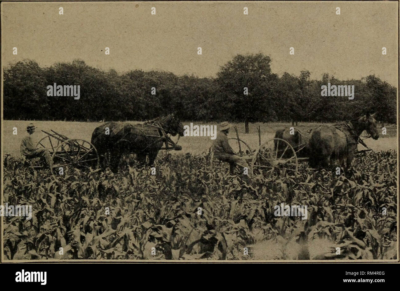 "The story of corn and the westward migration" (1916 Stock Photo - Alamy