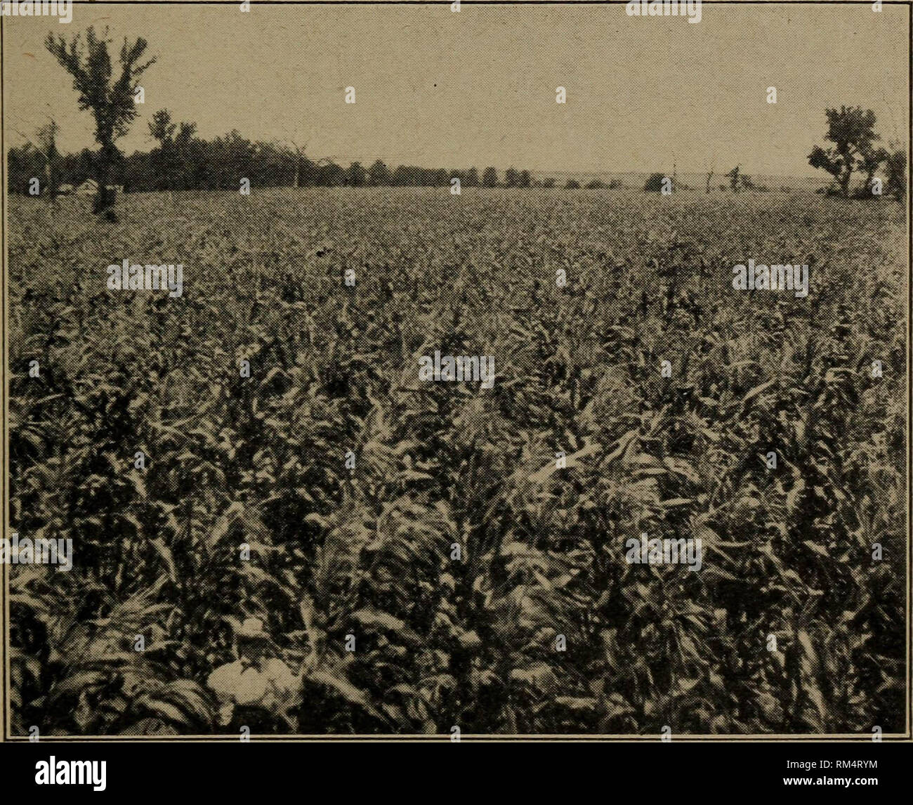 "The story of corn and the westward migration" (1916 Stock Photo - Alamy