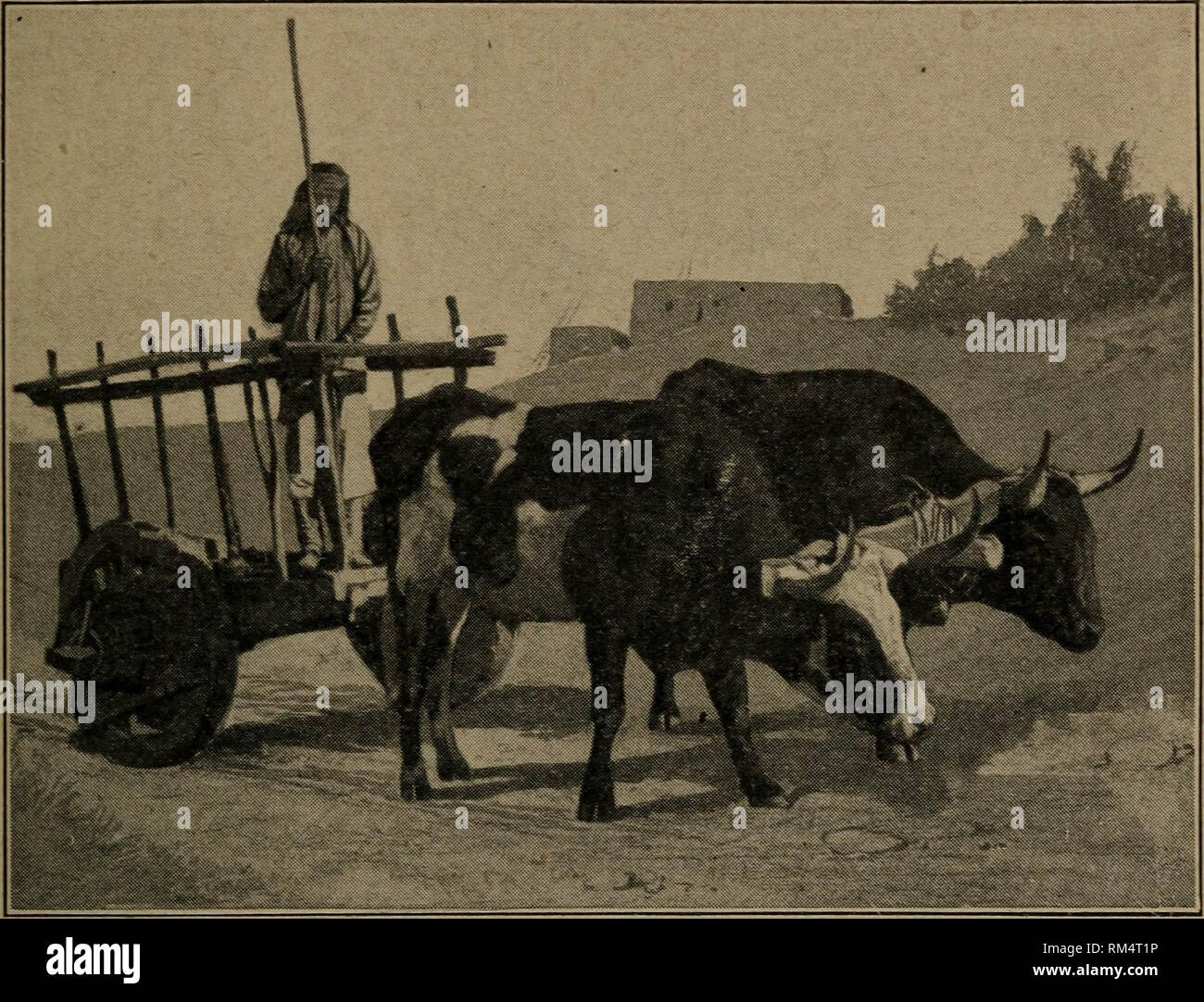 "The story of corn and the westward migration" (1916 Stock Photo - Alamy