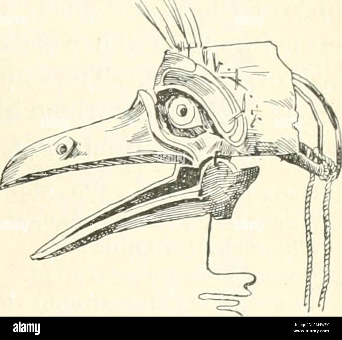 Hamatsa dance hi-res stock photography and images - Alamy