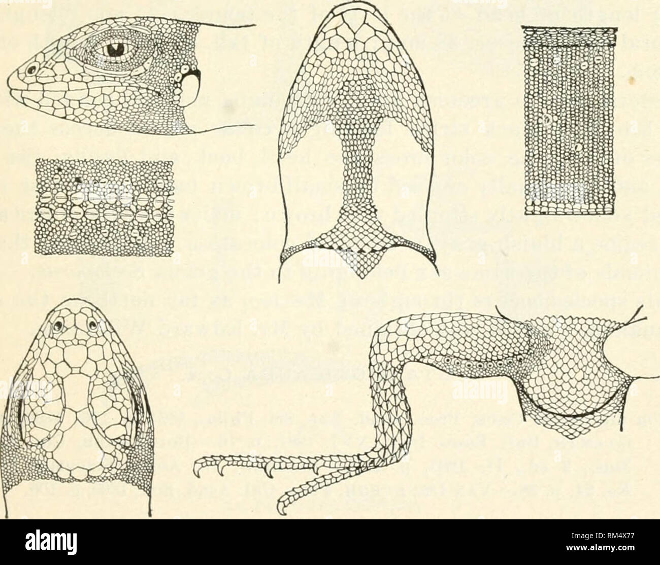 Supraocular scales hi-res stock photography and images - Alamy