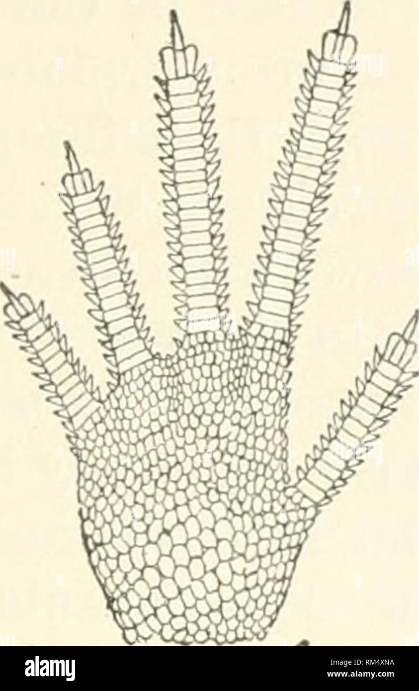 Labial scales hi-res stock photography and images - Alamy