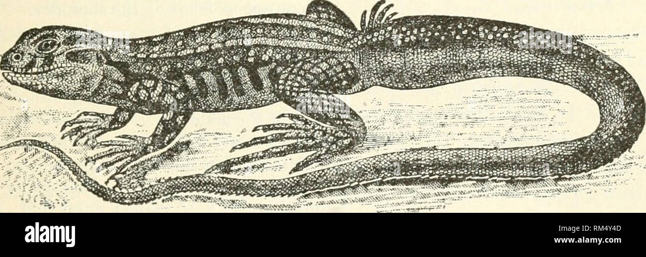 Missing toe hi-res stock photography and images - Alamy