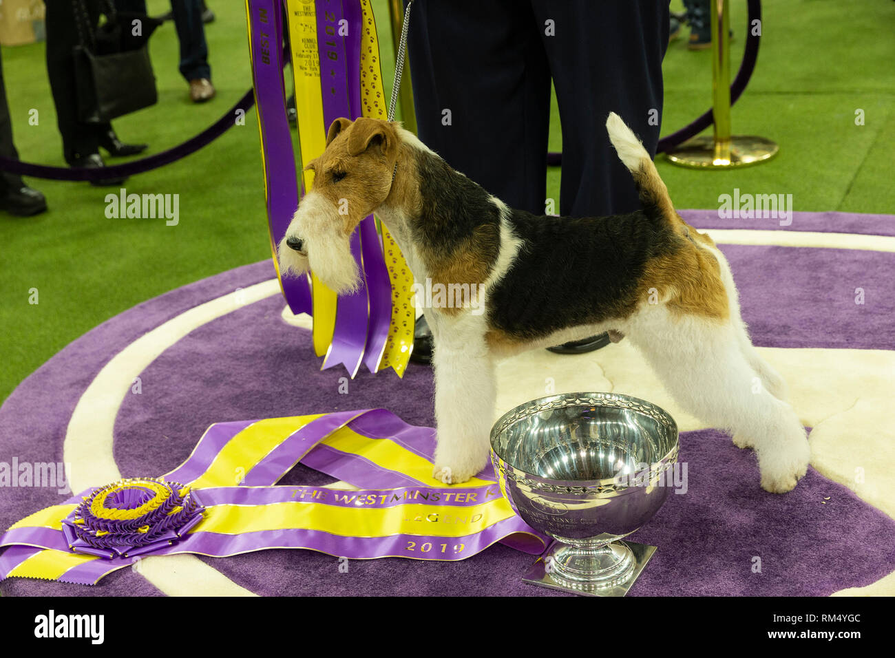 New York, United States. 13th Feb, 2019. Wire fox terrier named King ...