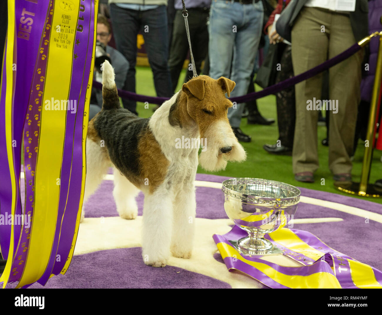 New York, United States. 13th Feb, 2019. Wire fox terrier named King ...