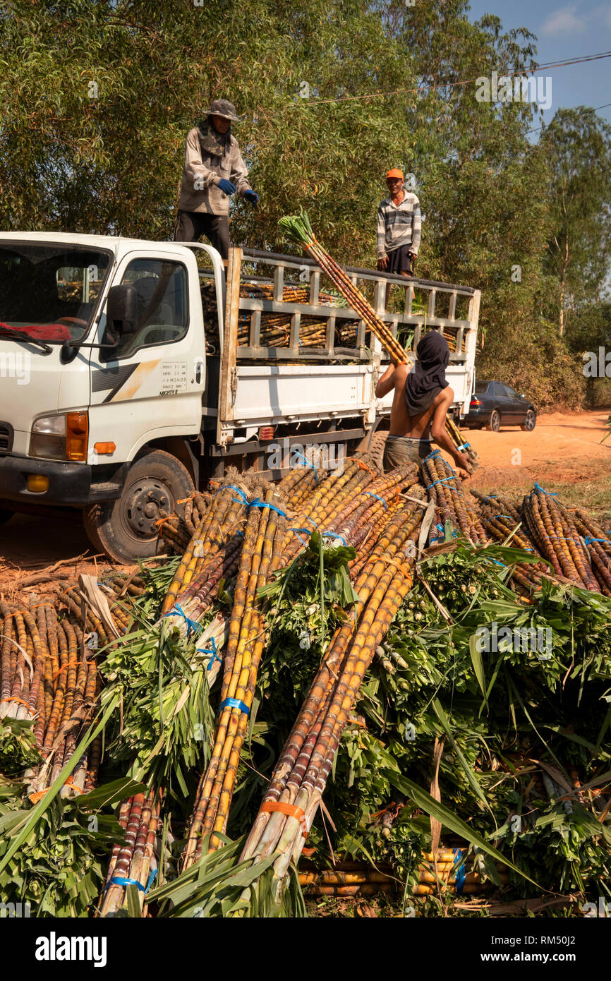 Cambodia, Tuek Chhou, agriculture, man loading truck with cut sugarcane ...