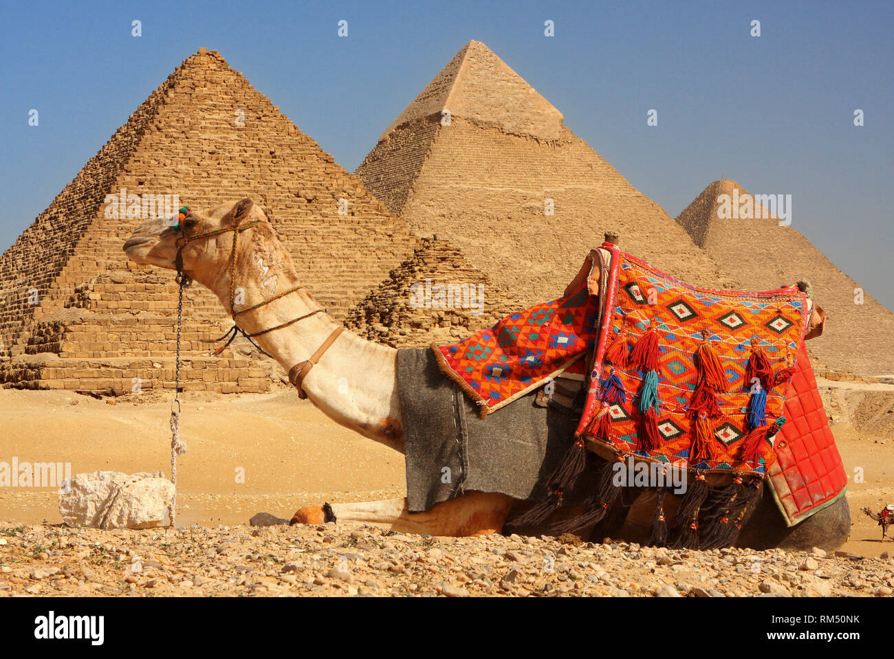 Egyptian camel camels train hi-res stock photography and images - Alamy