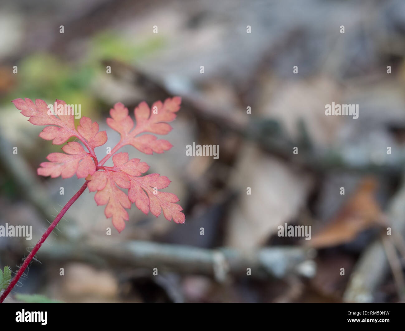 Red fern hi-res stock photography and images - Alamy