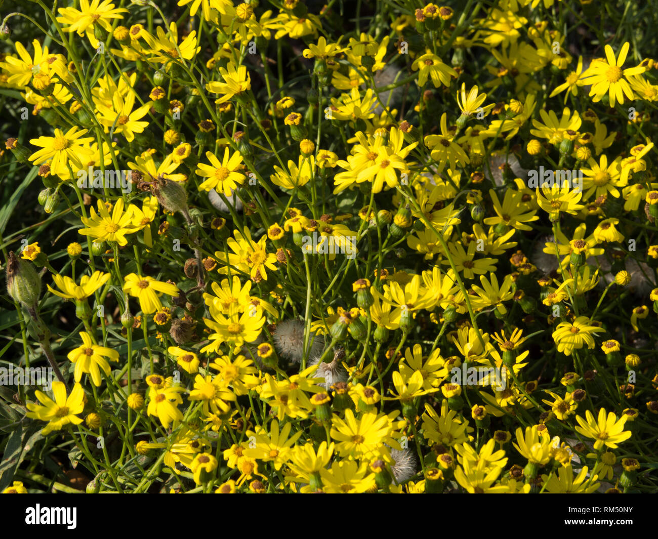 Bloom yellow bloom hi-res stock photography and images - Alamy