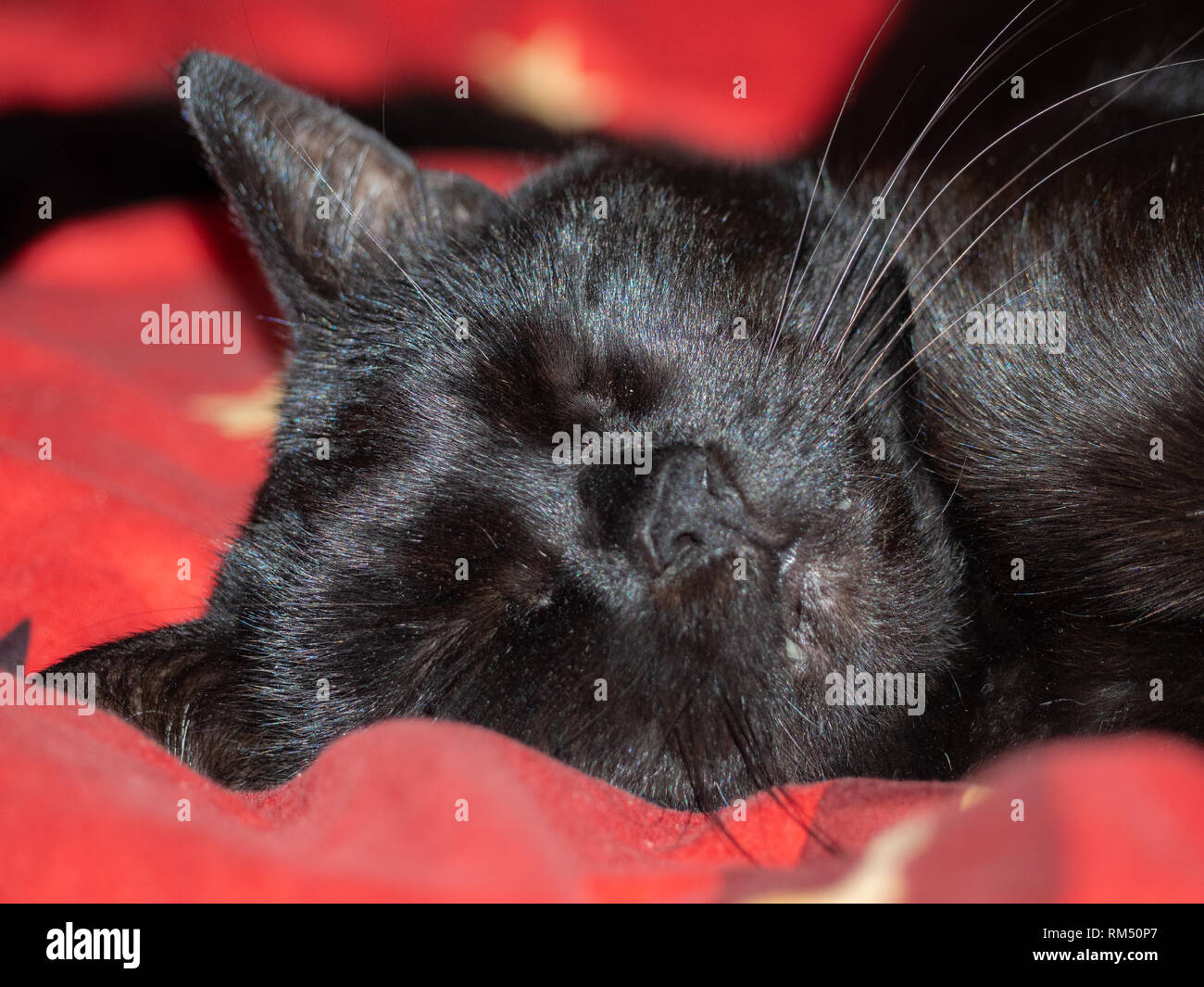 Sleeping black cat hi-res stock photography and images - Alamy
