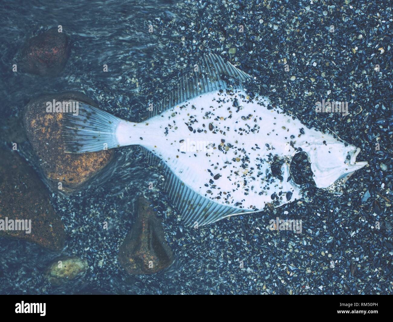 Flatfish on ground hi-res stock photography and images - Alamy