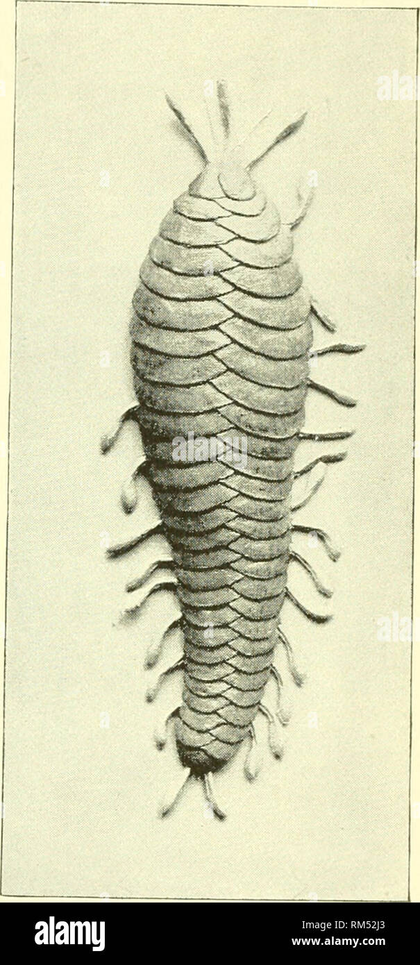 Polynoe hi-res stock photography and images - Alamy