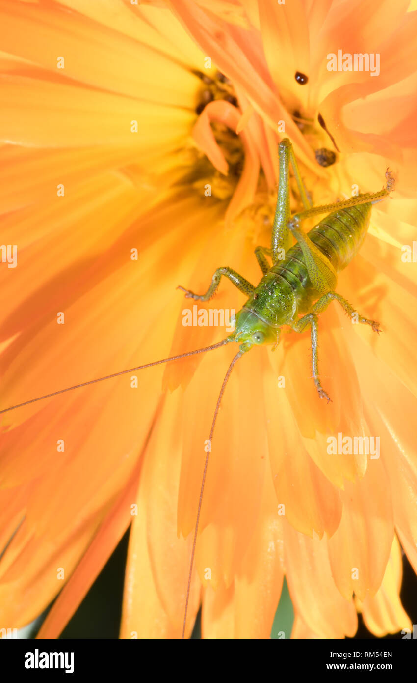 Beautiful grasshopper displays its wonderful structure of patterns and ...