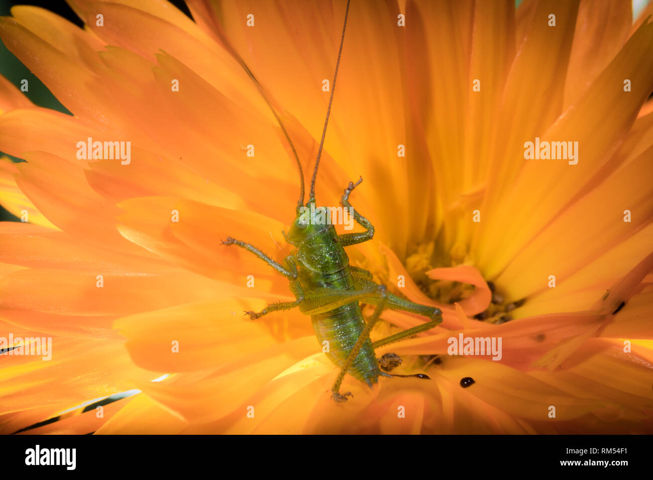 Beautiful grasshopper displays its wonderful structure of patterns and ...