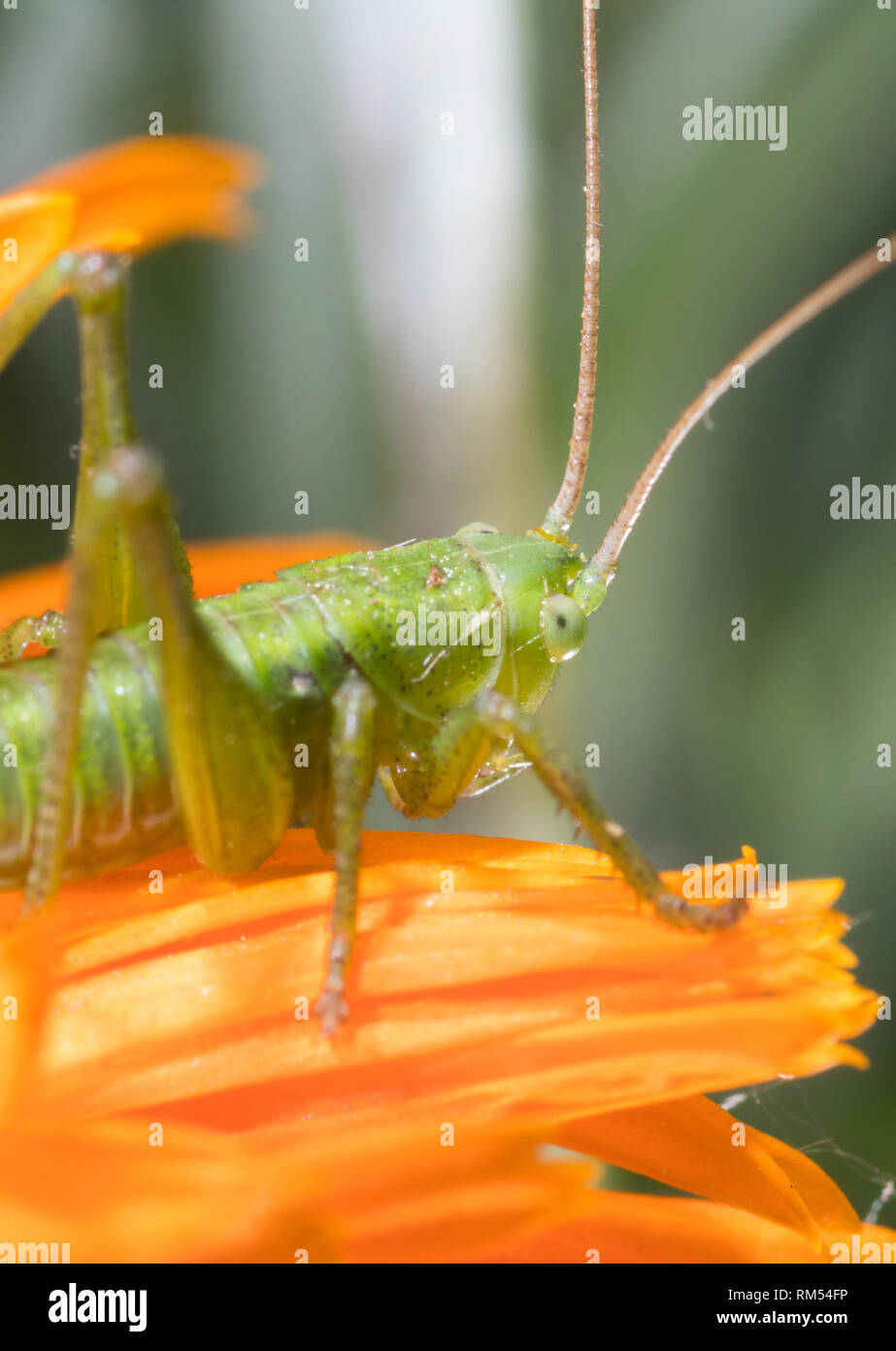 Beautiful grasshopper displays its wonderful structure of patterns and ...