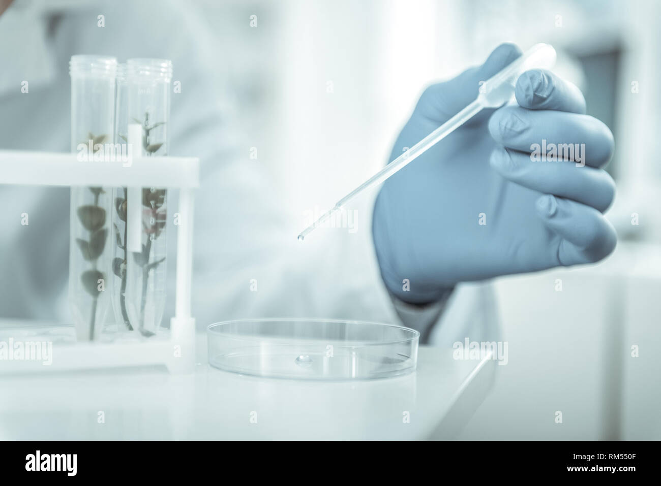 Laboratory scientist using pipet while dropping reagent Stock Photo - Alamy