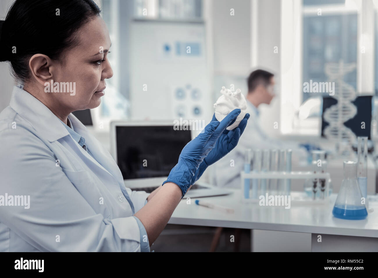 Scientist holding the plastic model of the human heart Stock Photo - Alamy